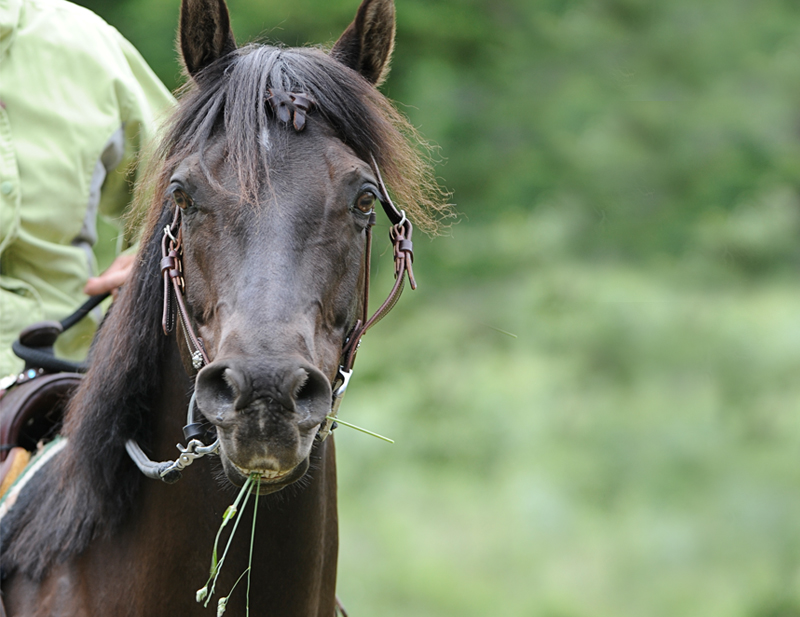 The Distracted Horse: Building Focus Inside and Outside the Arena ...