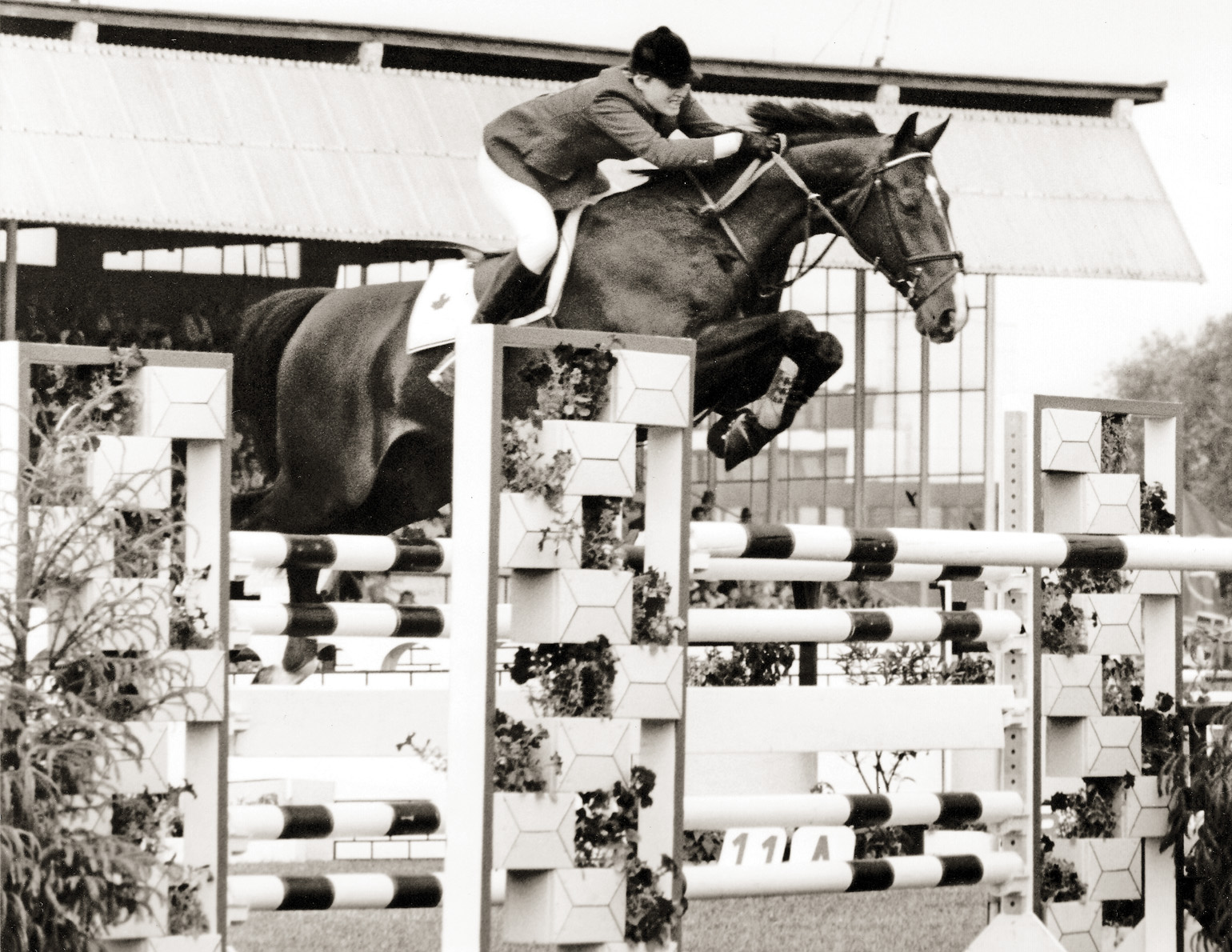 Black Show Jumping Horses
