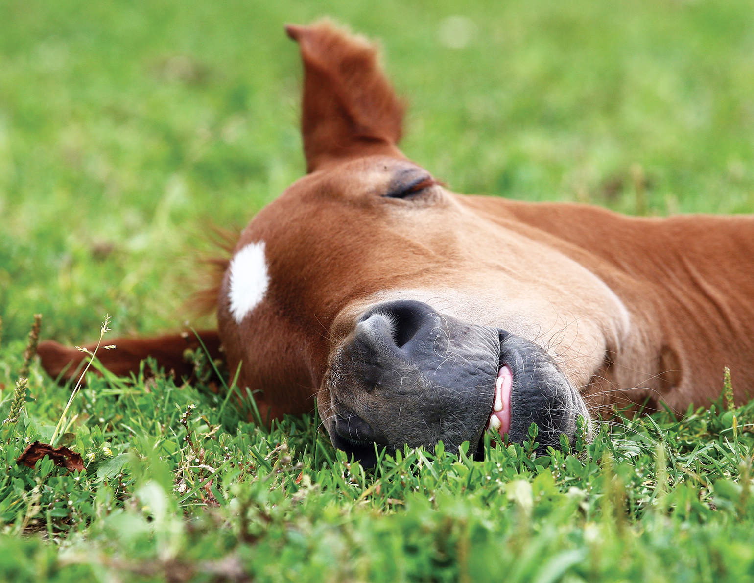 The Science Of Sleep Horse