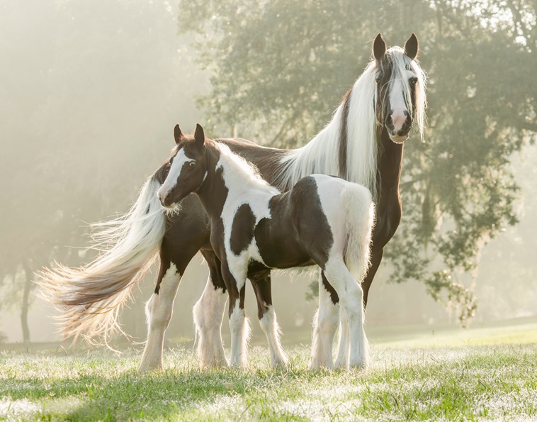 Canadian Horse Journal Receives Multiple Honours at Equine Media Awards ...