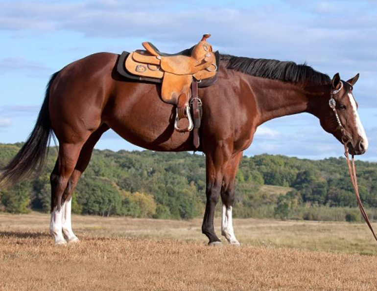 Most Muscular Horse