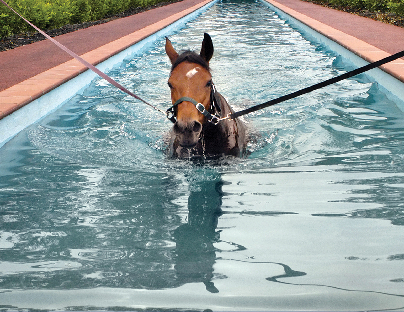Equine Underwater Treadmills, Swimming Pools, and Spas | Horse Journals