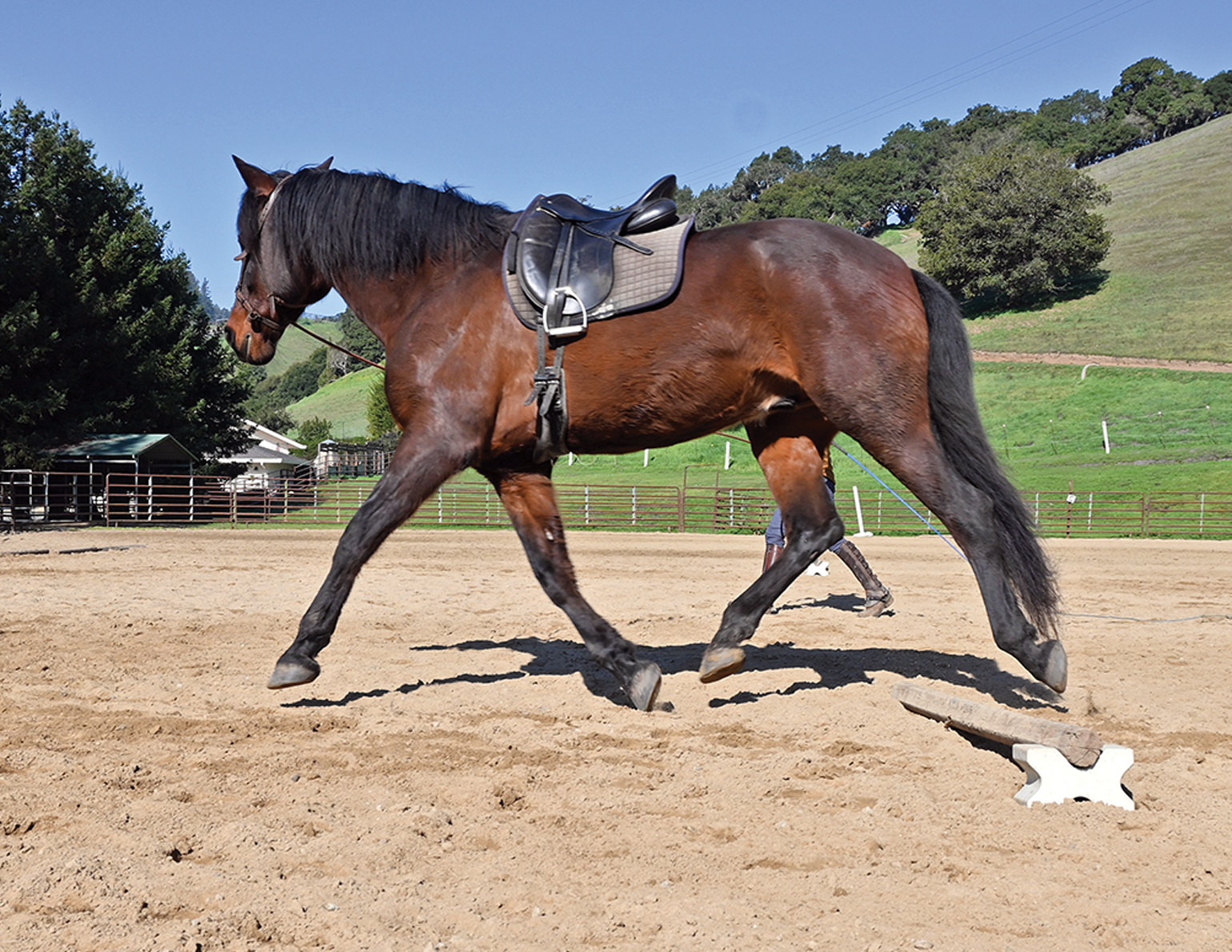 Creative Techniques for Productive Lunging | Horse Journals