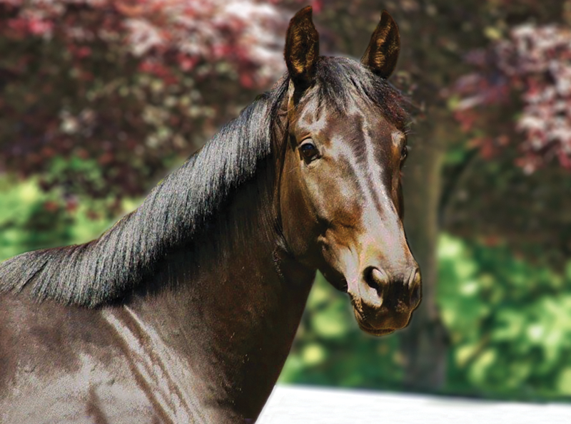 How to Train a Horse's Mane | Horse Journals