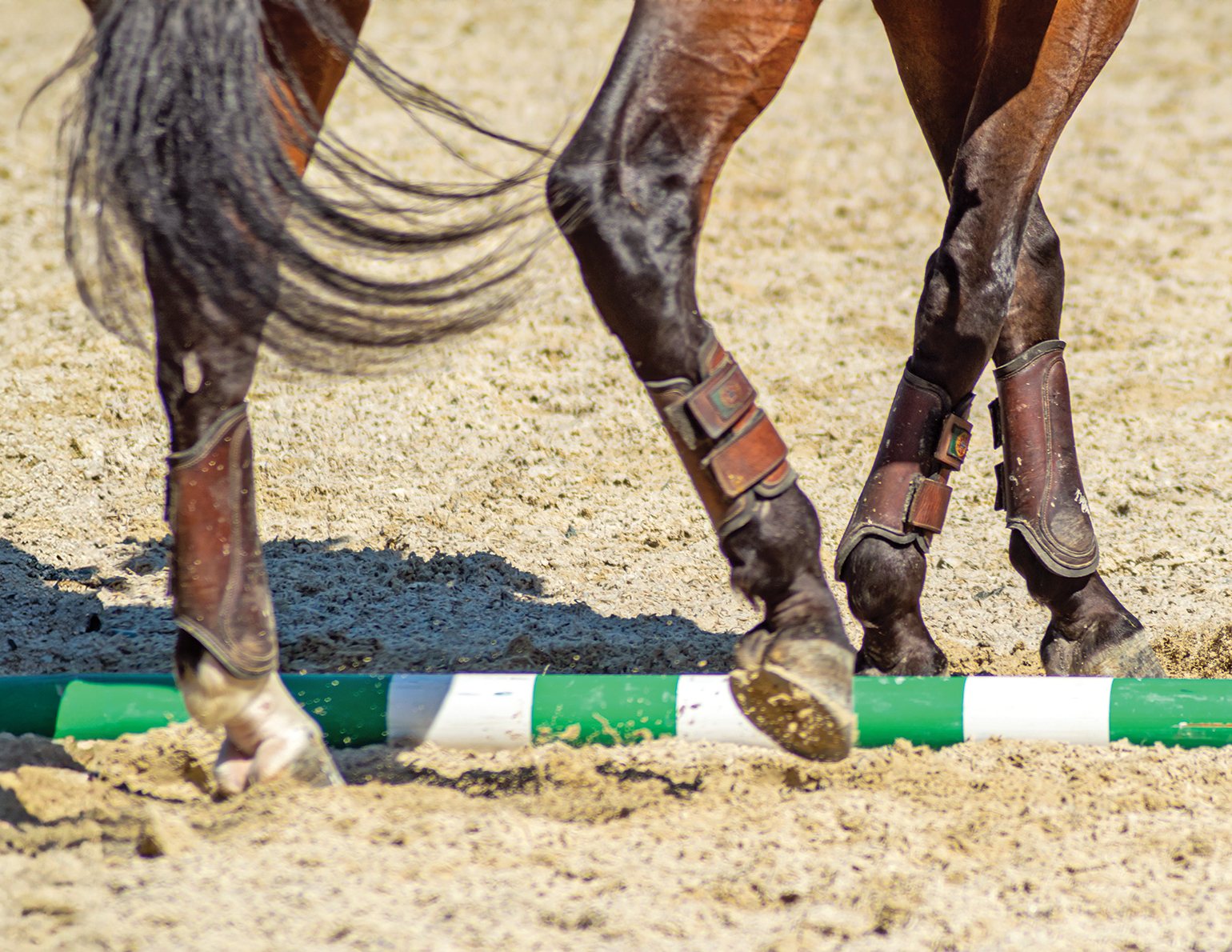 Sidepass and Backing Obstacles: Benefits Beyond the Show Ring | Horse ...