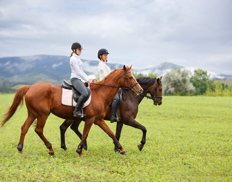 Equine Learning Theory: Why Every Rider Needs to Understand It | Horse ...