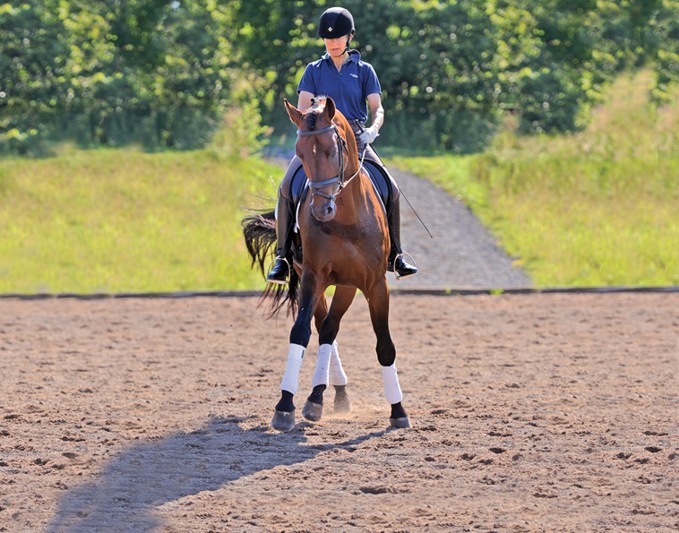 Introducing Your Horse to Lateral Work | Horse Journals