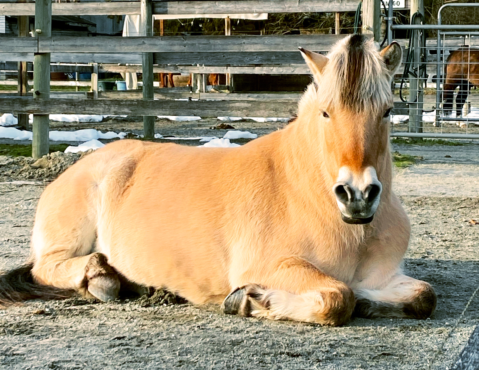 Horse Community Heroes: Rupert and Buck: Beloved therapy horses leave ...