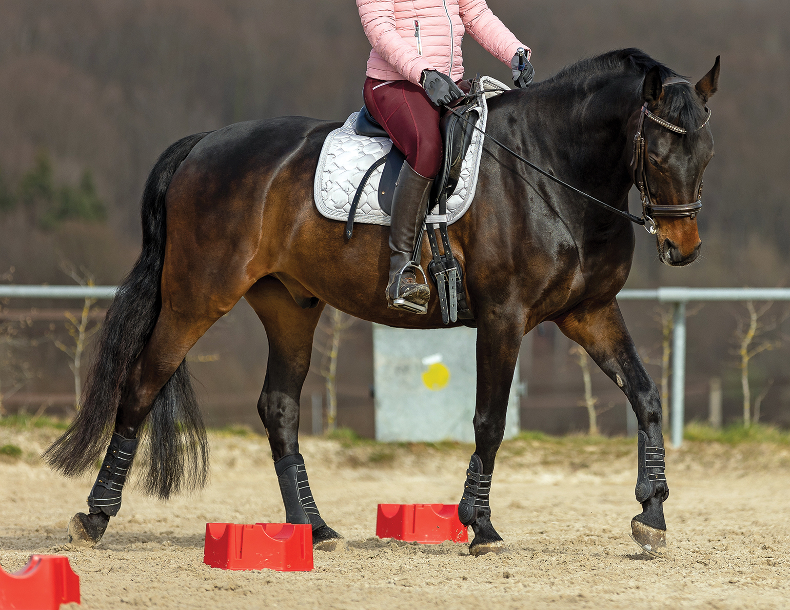 How Long Should I Train My Horse Daily? | Horse Journals