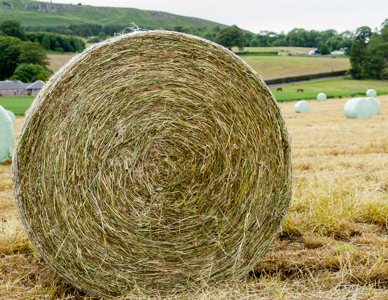 Hay, Haylage and Silage: What’s the Difference? | Horse Journals