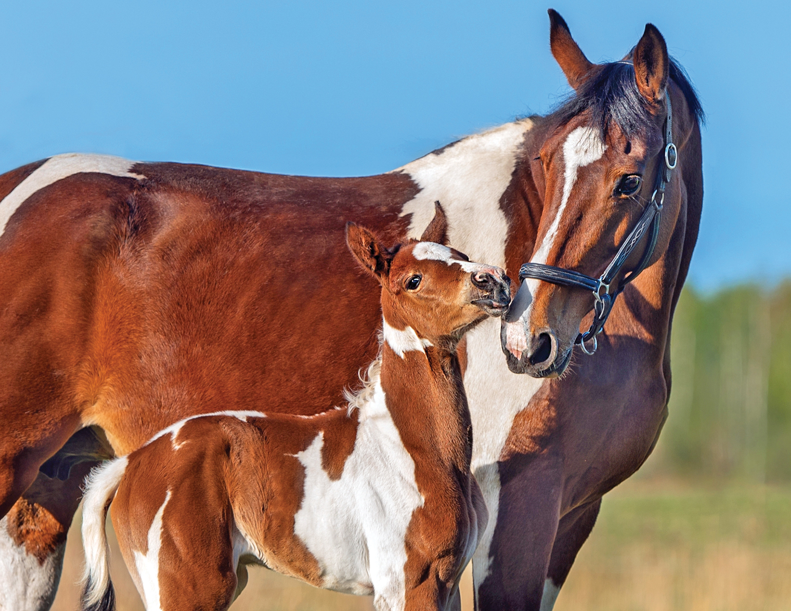 Improving the Odds of Breeding Success | Horse Journals