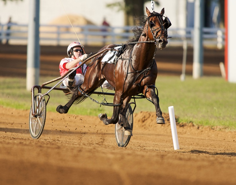 Earthmover Racehorse