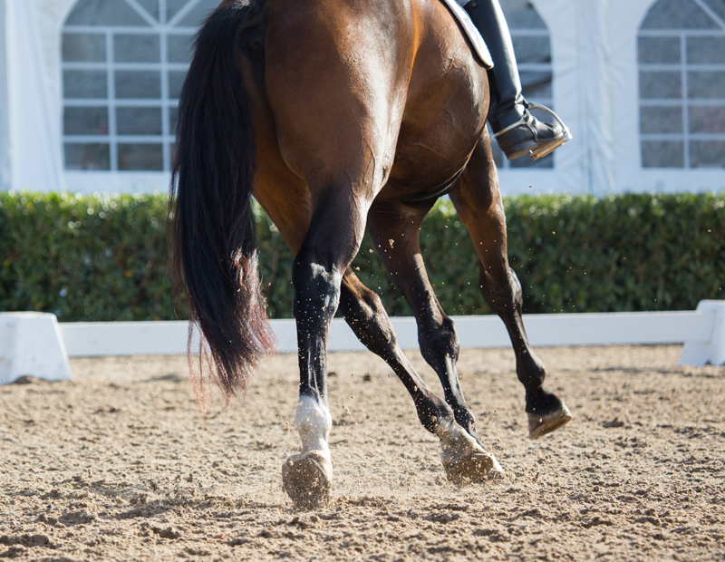 Multi-Discipline Horse Conditioning Evaluation | Horse Journals