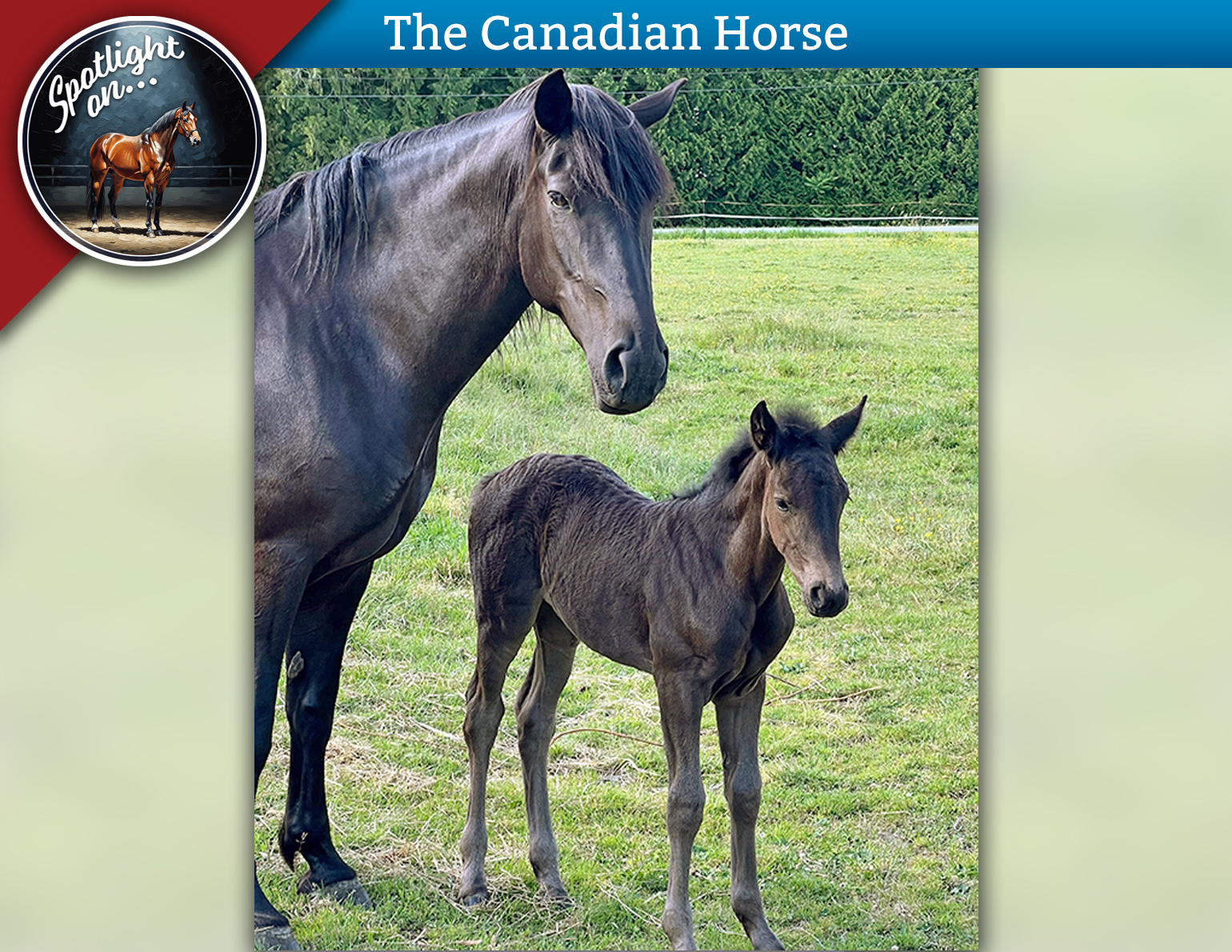 Canada’s Heritage Horse: Every New Birth Counts! | Horse Journals