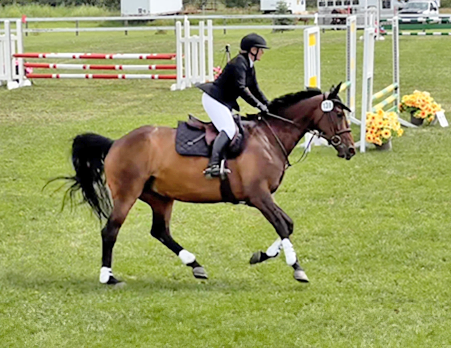 Welcome to My Blog - First Post! Galloping Back to Me | Horse Journals
