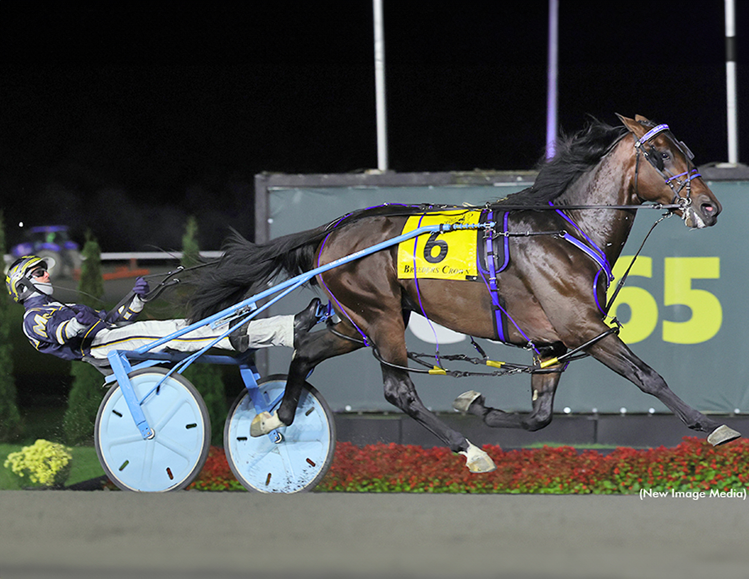 Unbeaten Beau Jangles Makes History | Horse Journals